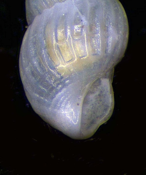 Parthenina , Natura Mediterraneo | Forum Naturalistico