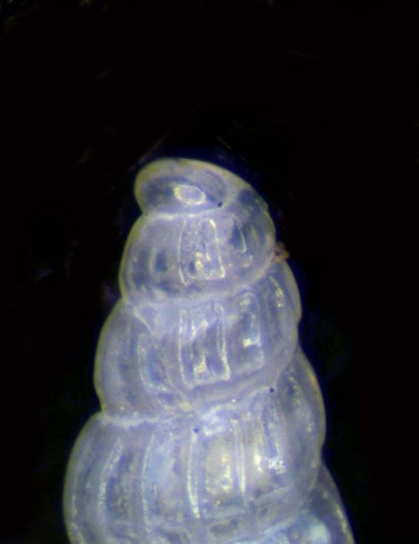 Parthenina , Natura Mediterraneo | Forum Naturalistico