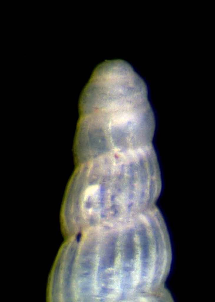 un dubbio , Natura Mediterraneo | Forum Naturalistico