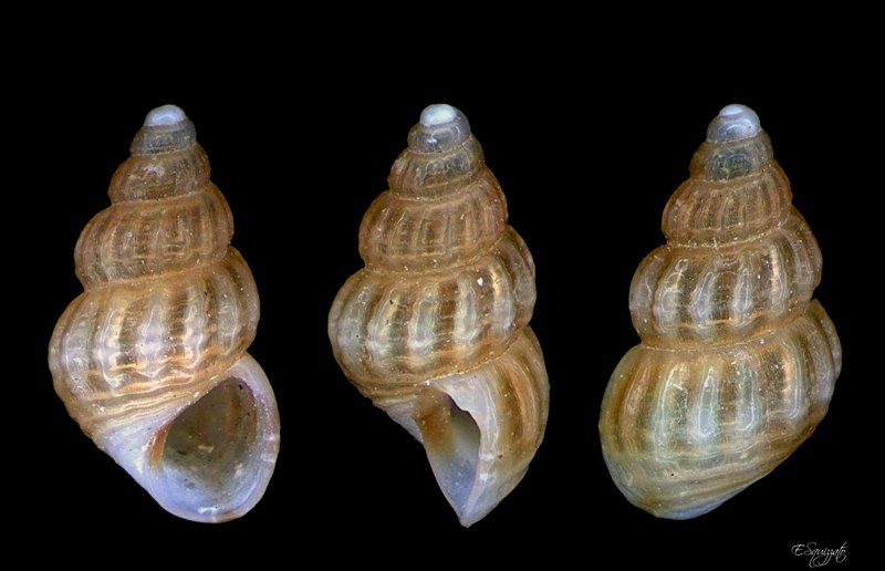 Alvania , Natura Mediterraneo | Forum Naturalistico