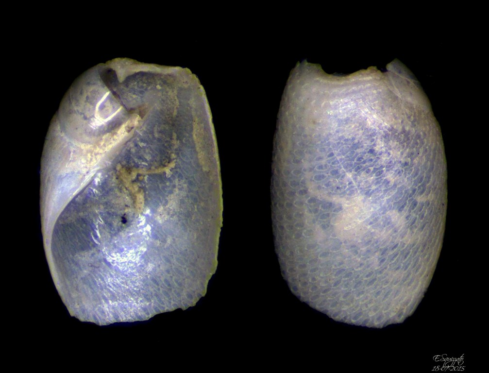 Philinidae , Natura Mediterraneo | Forum Naturalistico