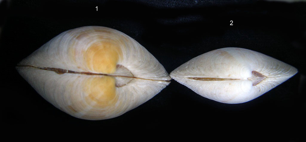 Dosinia exoleta , Natura Mediterraneo | Forum Naturalistico