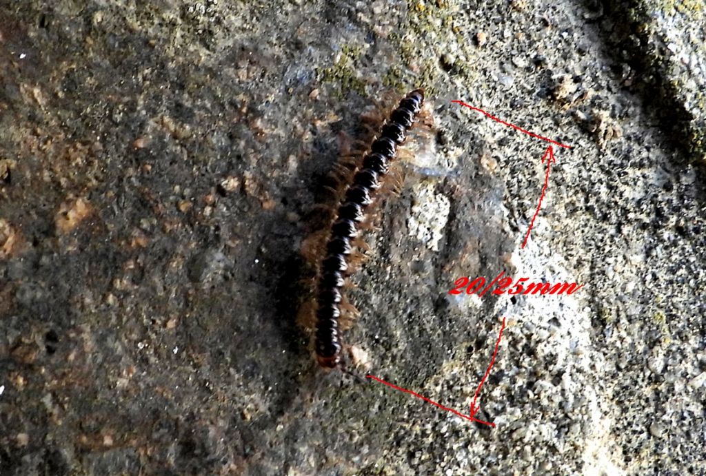 Julidae sp? , Natura Mediterraneo | Forum Naturalistico