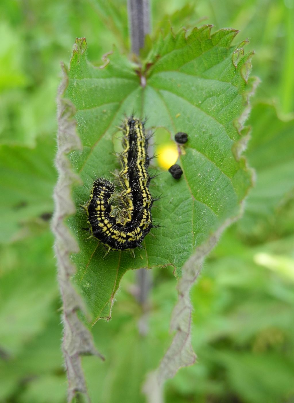 determinazione bruco , Natura Mediterraneo | Forum Naturalistico