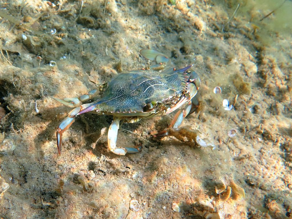 Callinectes sapidus (Rathbun, 1896) dalla Grecia , Natura Mediterraneo ...