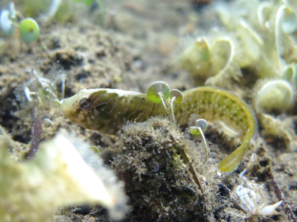 Salaria basilisca , Natura Mediterraneo | Forum Naturalistico