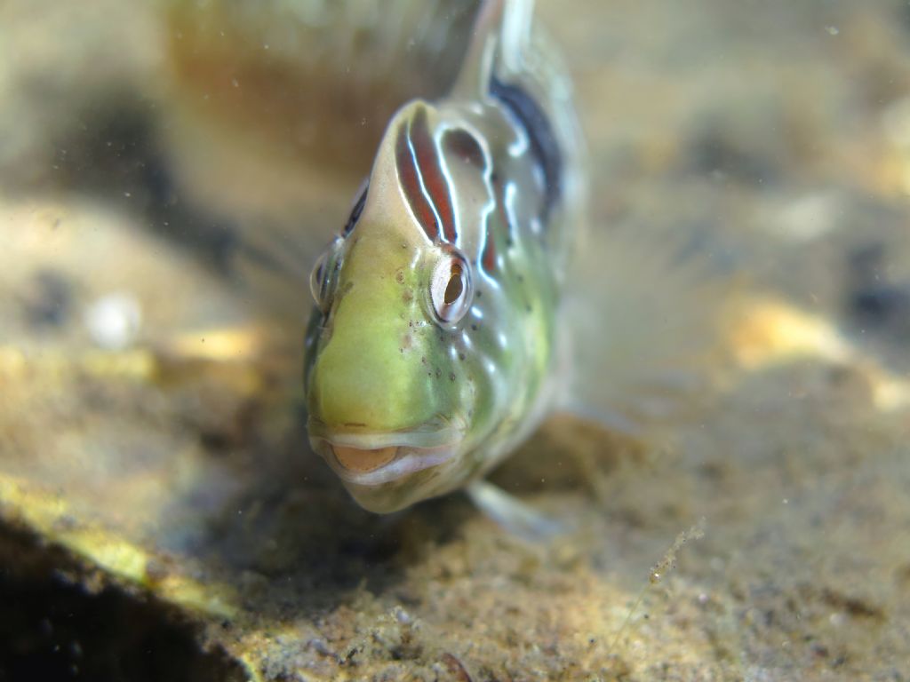 Salaria basilisca , Natura Mediterraneo | Forum Naturalistico