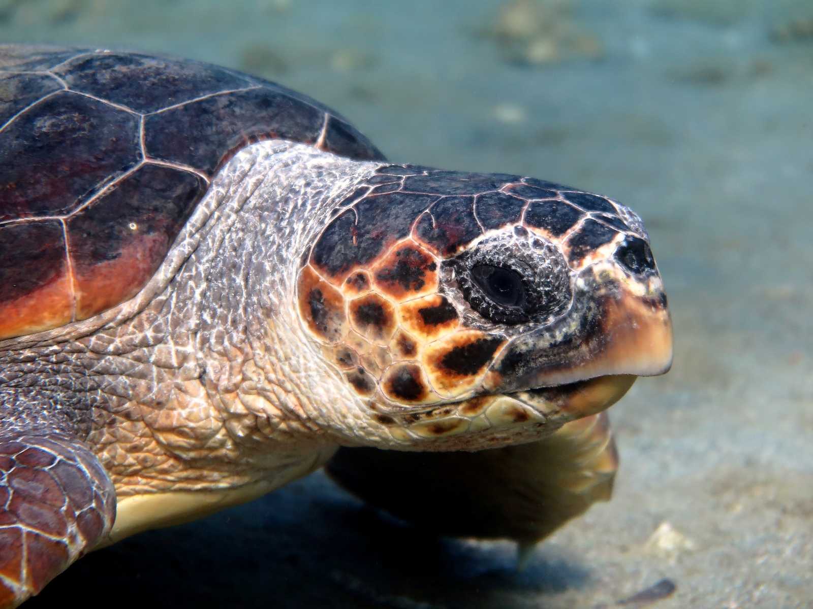 Caretta caretta (Linnaeus, 1758) , Natura Mediterraneo | Forum ...