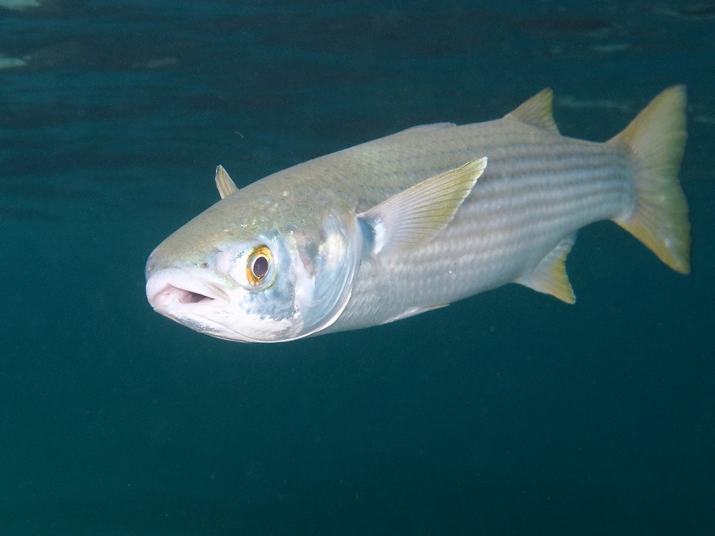Mugil cephalus (Linnaeus, 1758) , Natura Mediterraneo | Forum Naturalistico