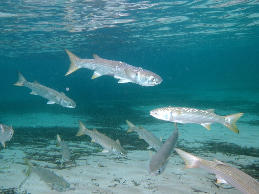 Mugil cephalus (Linnaeus, 1758) , Natura Mediterraneo | Forum Naturalistico