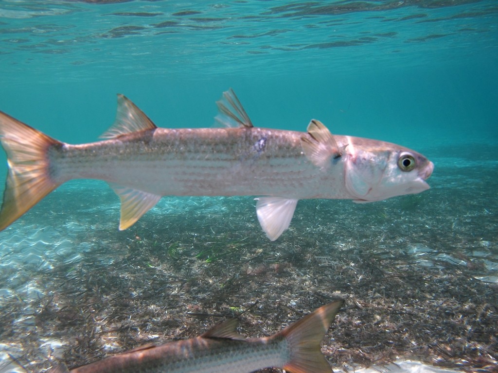 Mugil cephalus (Linnaeus, 1758) , Natura Mediterraneo | Forum Naturalistico