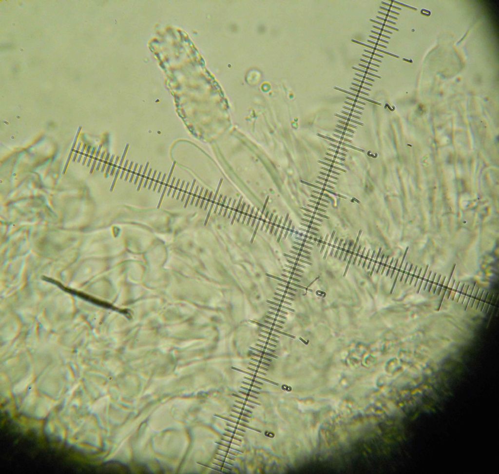 Hyphoderma? , Natura Mediterraneo | Forum Naturalistico