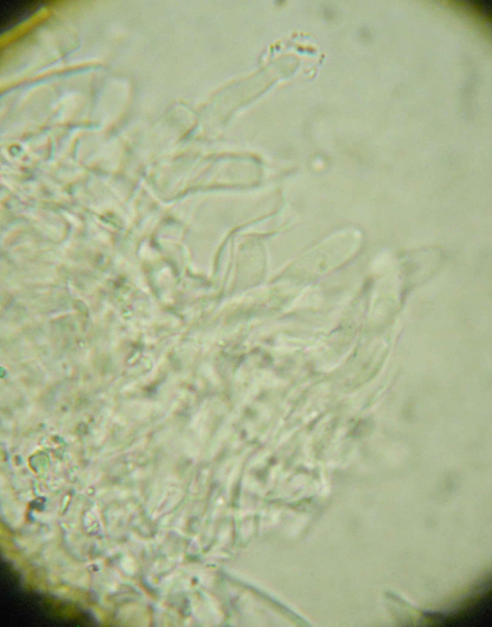 Hyphoderma? , Natura Mediterraneo | Forum Naturalistico