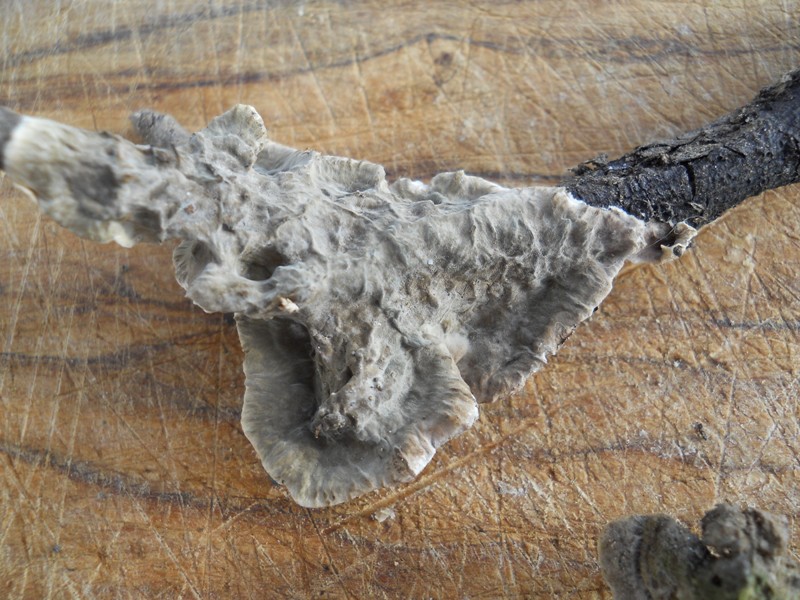 Porostereum spadiceum? (Porostereum spadiceum) , Natura Mediterraneo ...