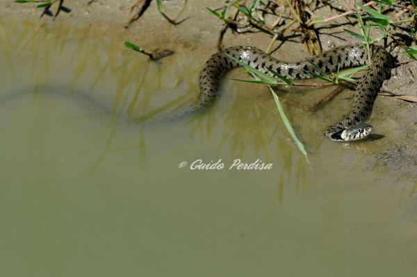 Natrix natrix ???...Natrix sp. , Natura Mediterraneo | Forum Naturalistico
