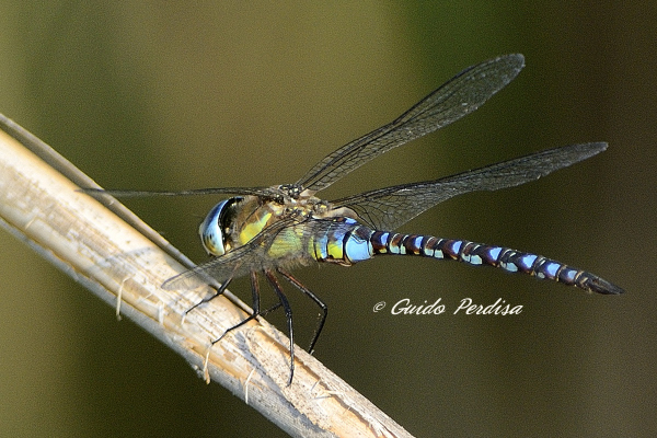 Anax parthenope, in volo? - No, Aeshna mixta , Natura Mediterraneo ...