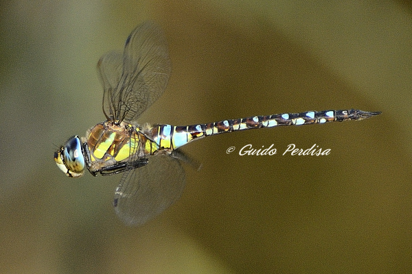 Anax parthenope, in volo? - No, Aeshna mixta , Natura Mediterraneo ...