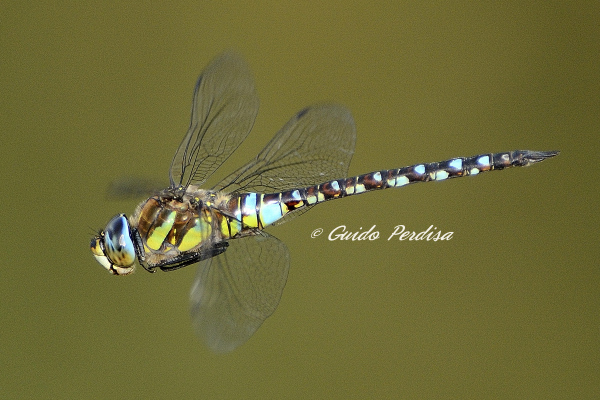 Anax parthenope, in volo? - No, Aeshna mixta , Natura Mediterraneo ...