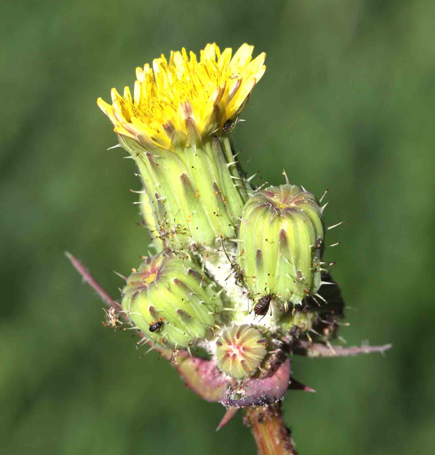 Sonchus o Crepis ? - Sonchus sp. e Crepis vesicaria , Natura ...