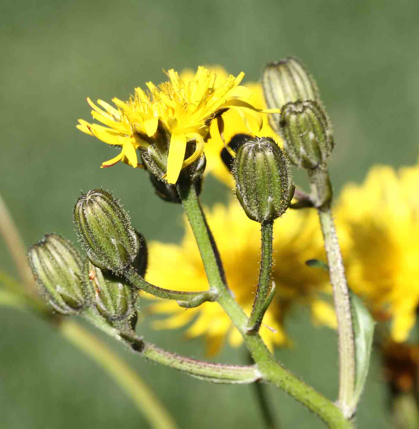 Sonchus o Crepis ? - Sonchus sp. e Crepis vesicaria , Natura ...