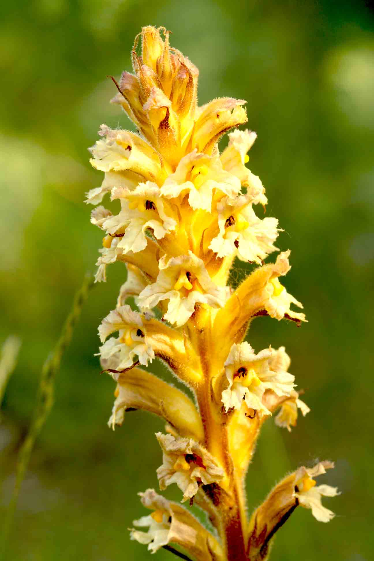 Orobanche da id , Natura Mediterraneo | Forum Naturalistico