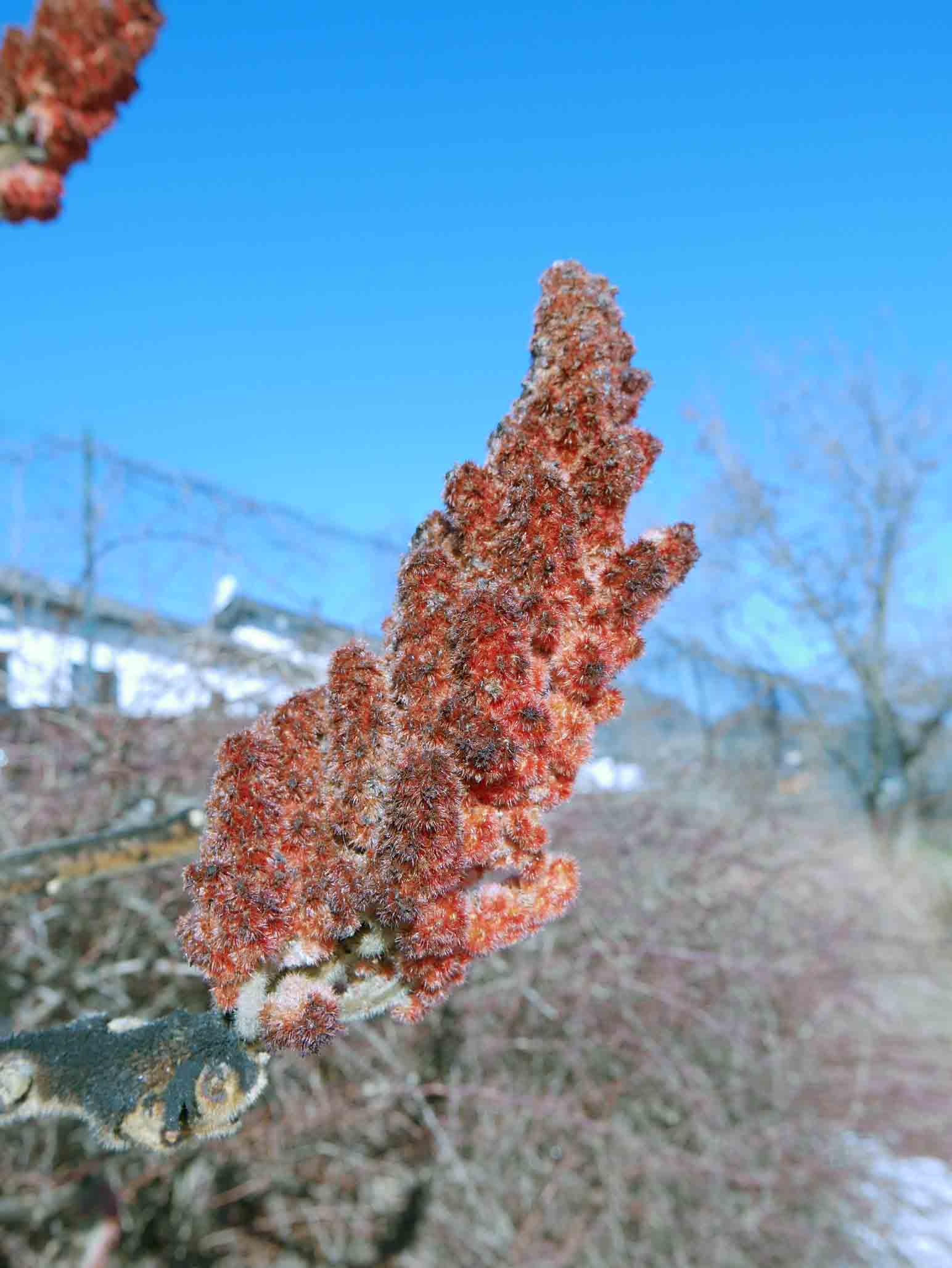 Pianta da id - Rhus sp. , Natura Mediterraneo | Forum Naturalistico