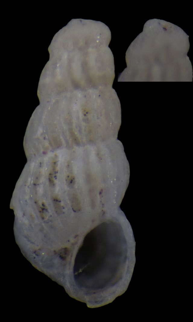 Parthenina emaciata? , Natura Mediterraneo | Forum Naturalistico