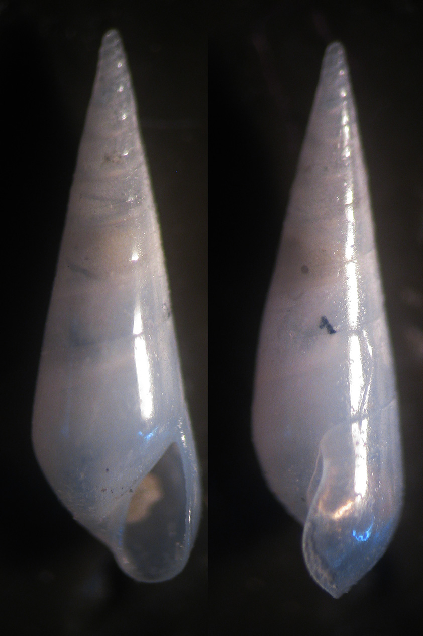 Melanella polita? , Natura Mediterraneo | Forum Naturalistico