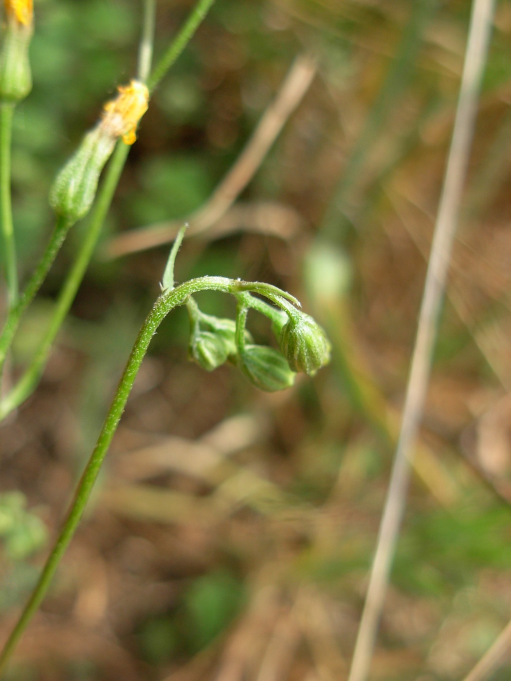 Crepis neglecta subsp. neglecta / Radicchiella minore , Natura ...