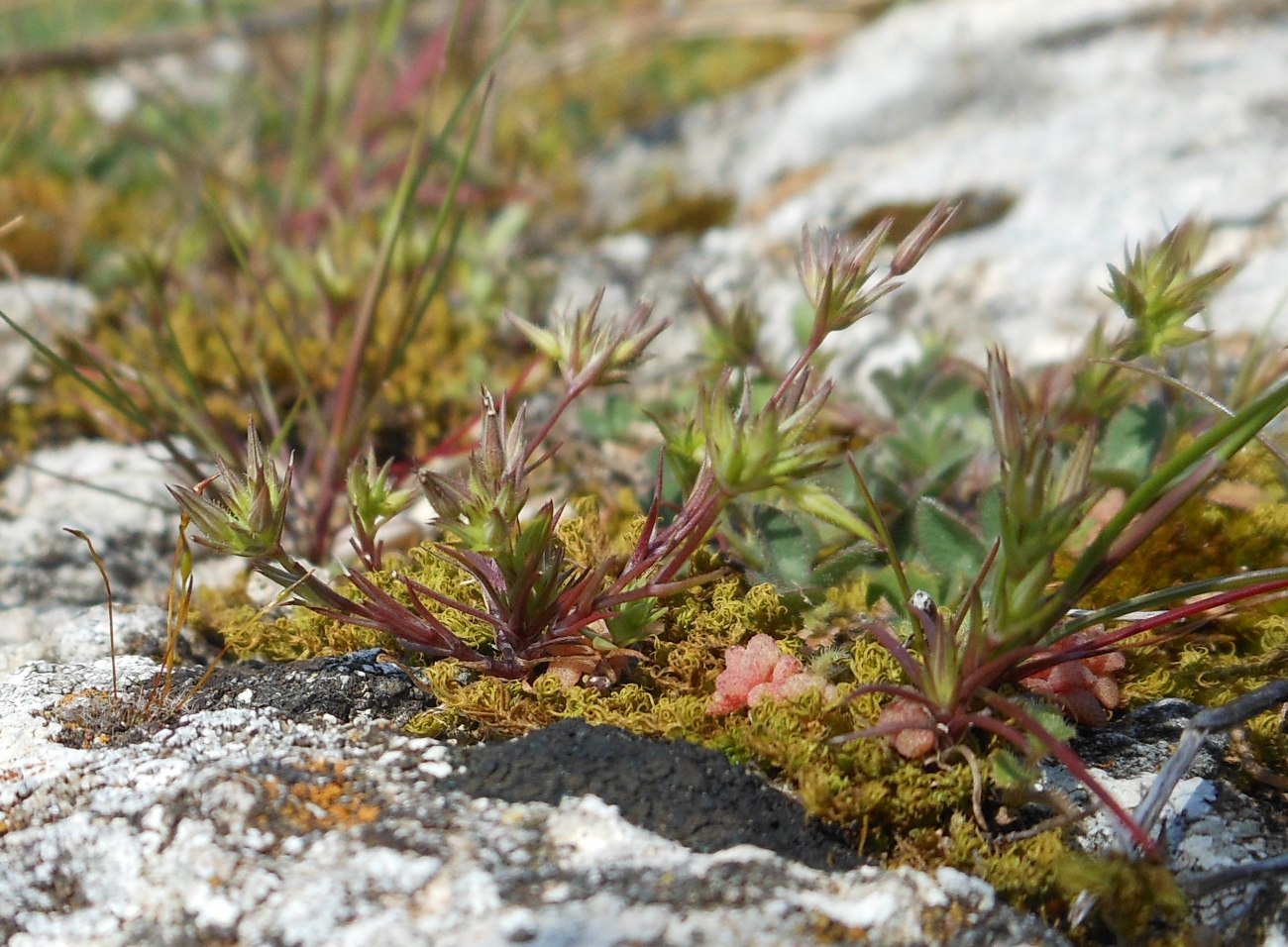Sabulina (=Minuartia) mediterranea / Minuartia mediterranea , Natura ...