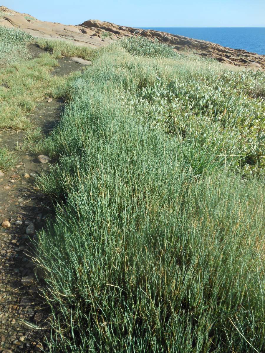 Parapholis filiformis / Logliarella filiforme , Natura Mediterraneo ...