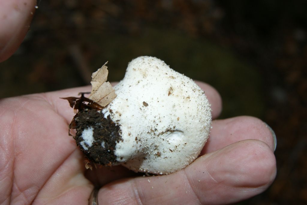 vescia...Lycoperdon perlatum ?? , Natura Mediterraneo | Forum Naturalistico