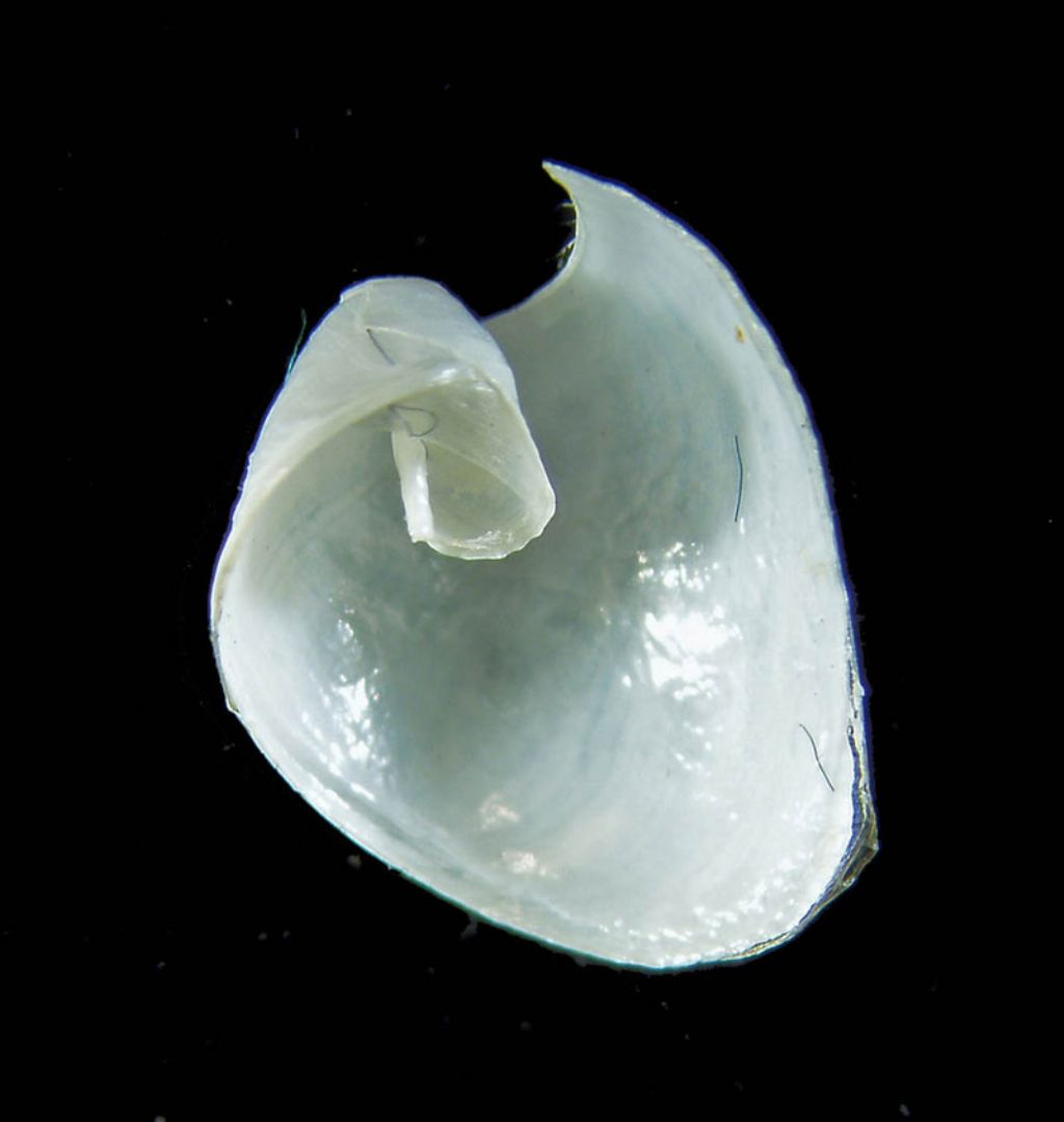 Philinidae o altro? , Natura Mediterraneo | Forum Naturalistico