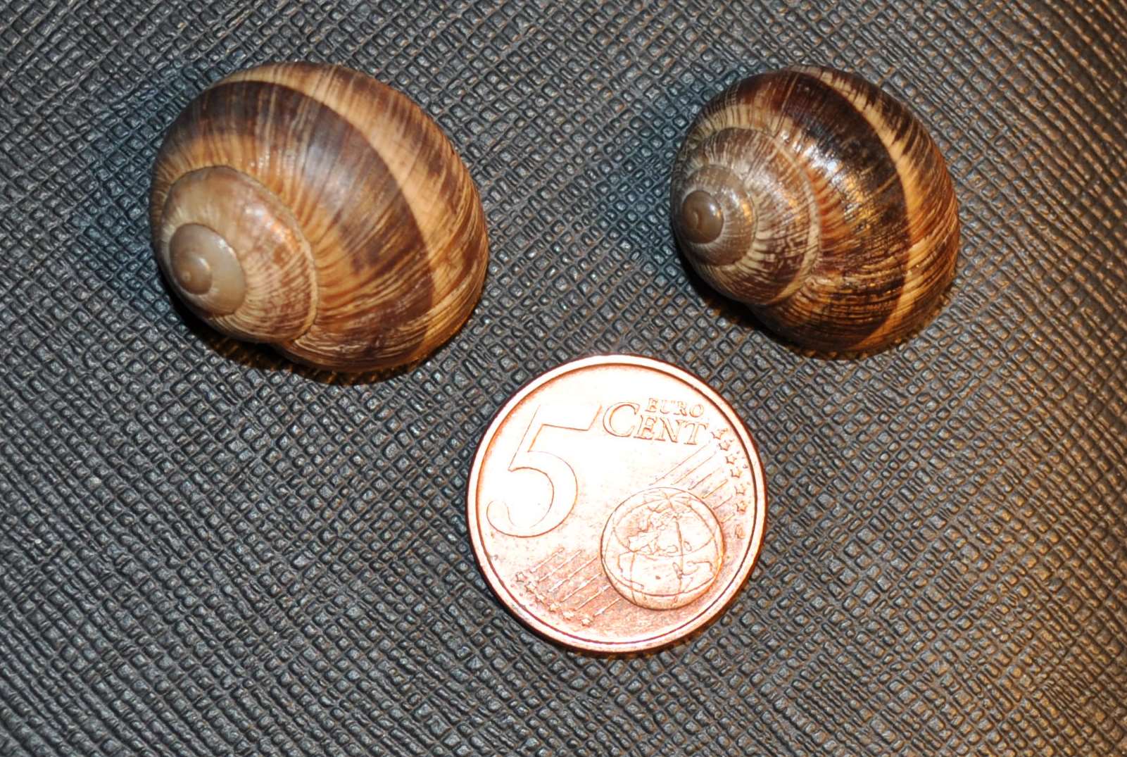 distribuzione di Helix cincta , Natura Mediterraneo | Forum Naturalistico