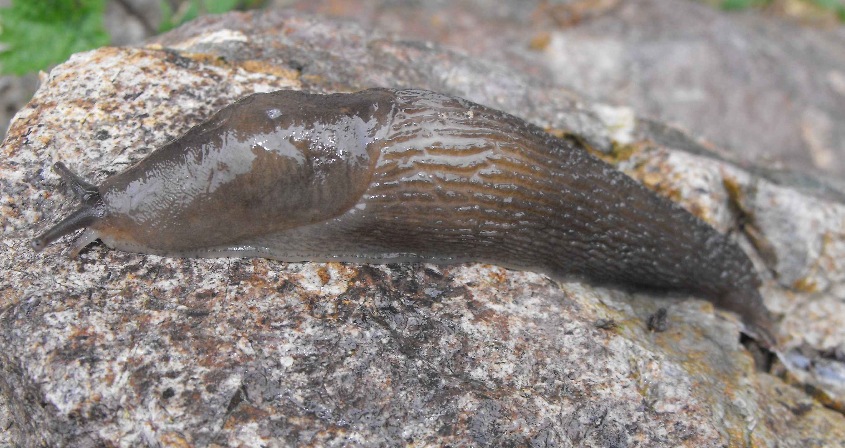 Limax cf. erythrus dalla Valsassina , Natura Mediterraneo | Forum ...