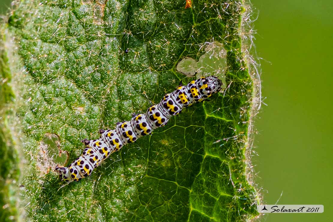 Bruco ???? , Natura Mediterraneo | Forum Naturalistico