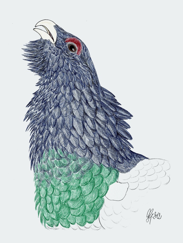 Gallo cedrone a biro , Natura Mediterraneo | Forum Naturalistico