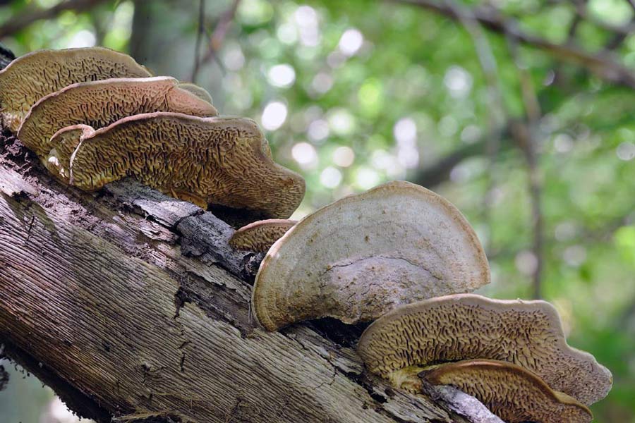 Una Daedalea? - foto 1280 (Daedalea quercina) , Natura Mediterraneo ...