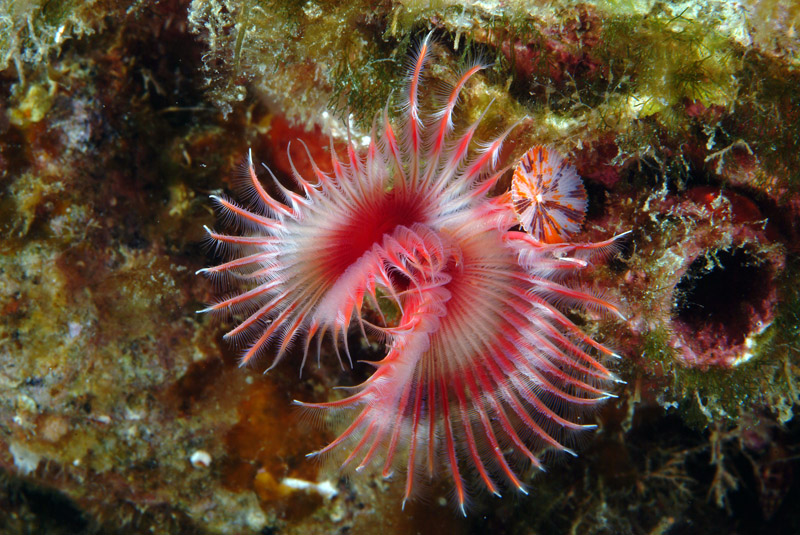 Serpula , Natura Mediterraneo | Forum Naturalistico