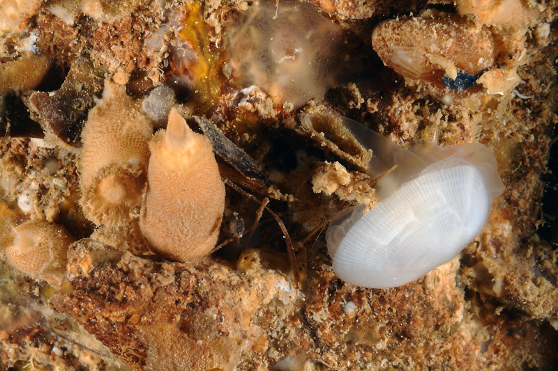 Sycon sp. , Natura Mediterraneo | Forum Naturalistico