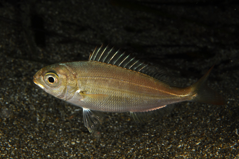 Piccolo Pagellus (Pagellus bogaraveo) , Natura Mediterraneo | Forum ...