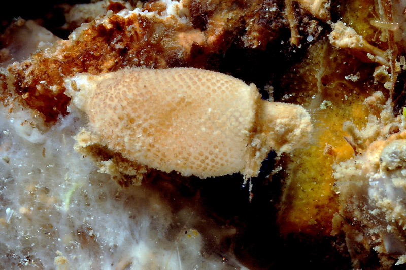 Sycon sp. , Natura Mediterraneo | Forum Naturalistico