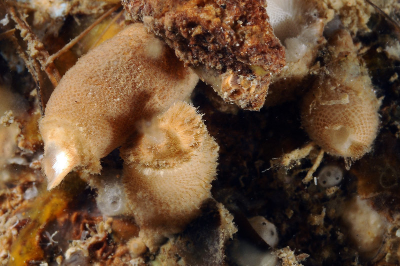 Sycon sp. , Natura Mediterraneo | Forum Naturalistico