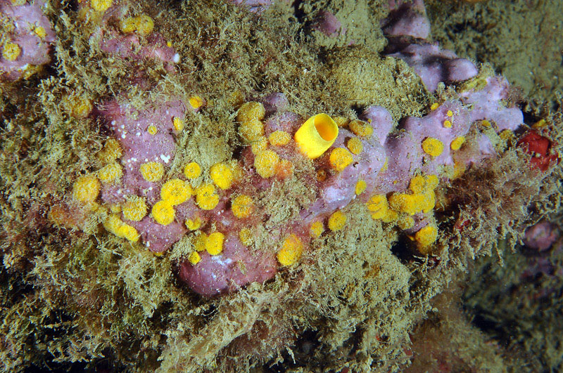 Piccole spugne del porto di Livorno , Natura Mediterraneo | Forum ...
