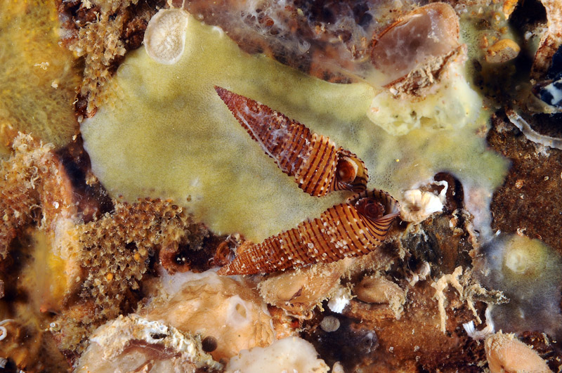 Bittium , Natura Mediterraneo | Forum Naturalistico