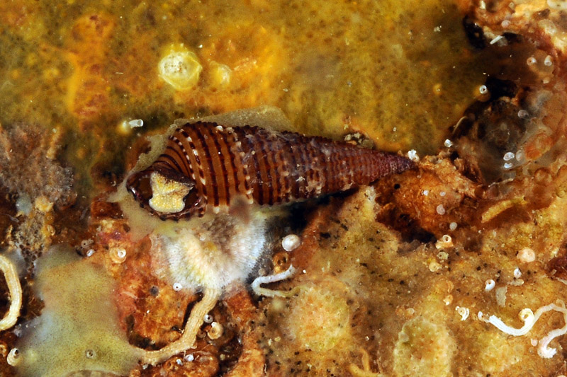 Bittium , Natura Mediterraneo | Forum Naturalistico