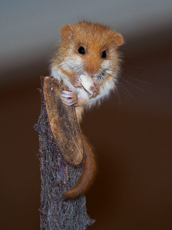 Moscardino , Natura Mediterraneo | Forum Naturalistico