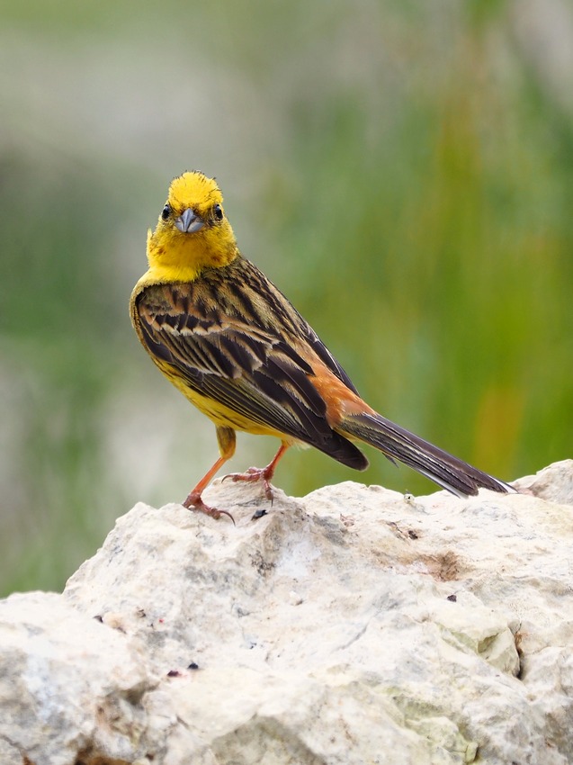 Zigoli , Natura Mediterraneo | Forum Naturalistico