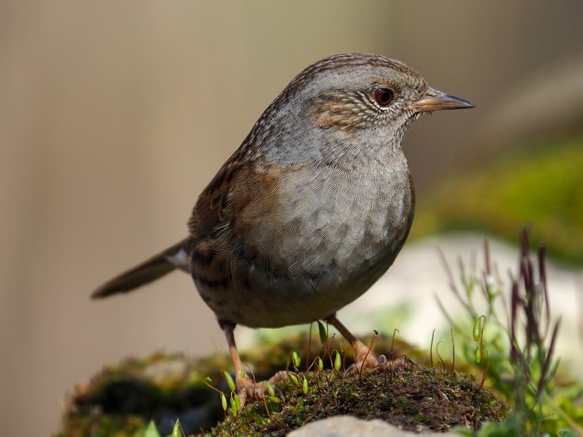 Passera scopaiola (Prunella modularis) , Natura Mediterraneo | Forum ...