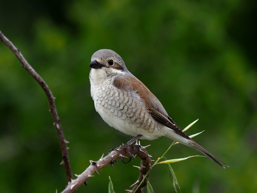 Averla Piccola , Natura Mediterraneo | Forum Naturalistico